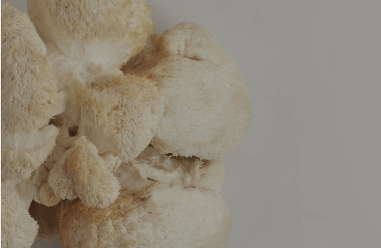 :rise Cocoa Lion's Mane Coffee - MUD\WTR™ UK